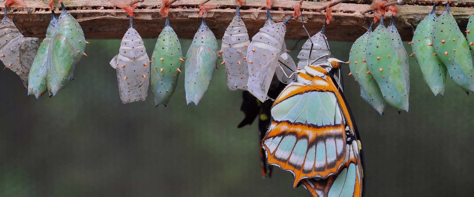 butterfly-birth | EZOZ